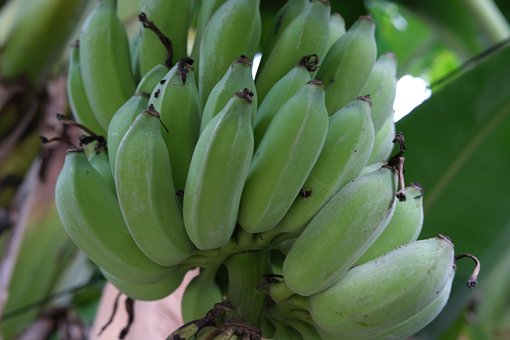 8+ kostnadsfria bilder med Bananplantage och Gröna Bananer - Pixabay