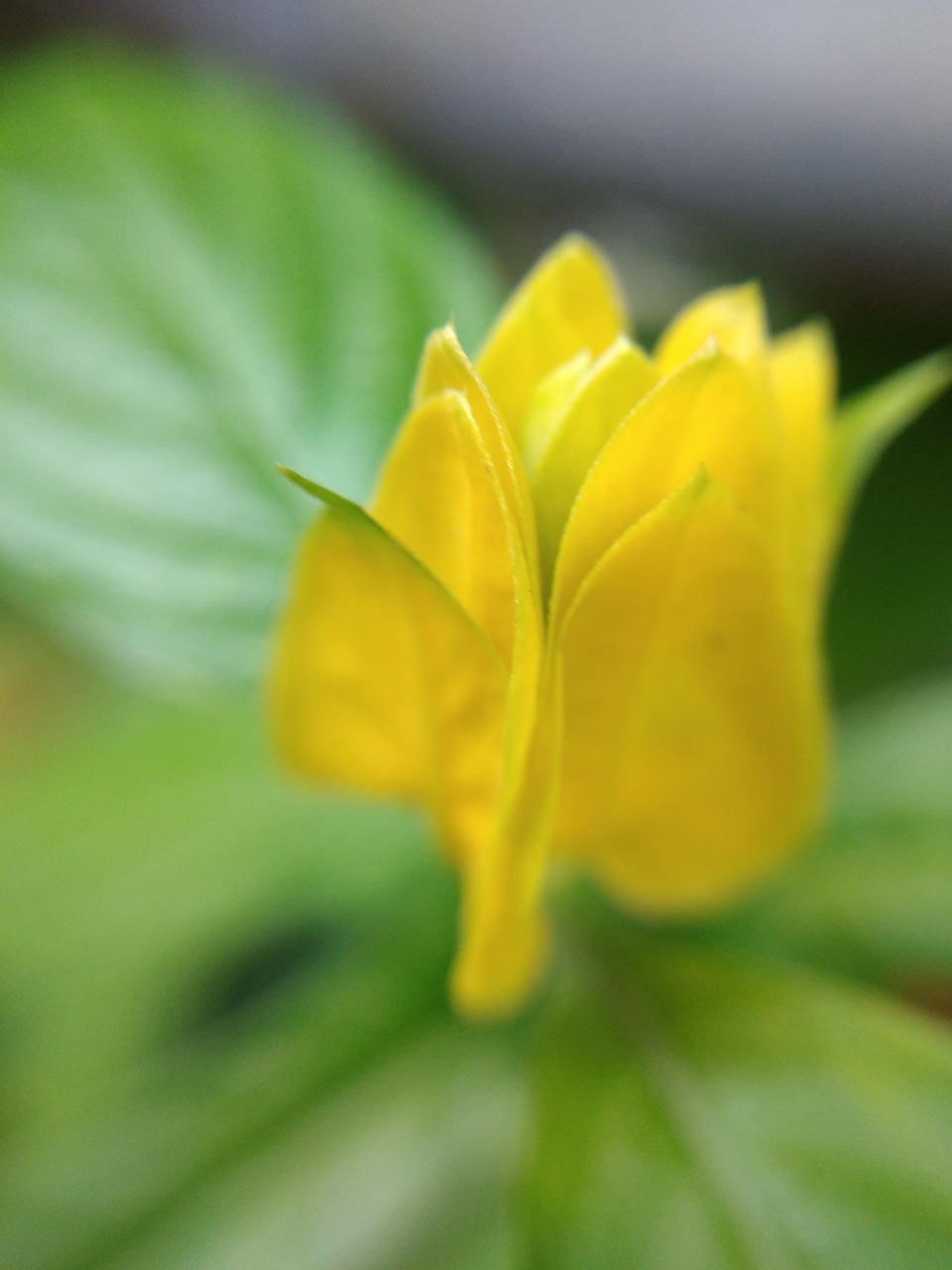 Kuning Bunga Alam Makro - Foto gratis di Pixabay - Pixabay