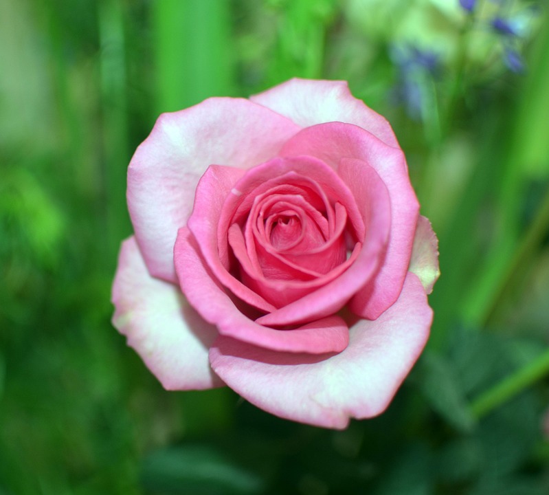 Rose Blume Blüte Pinke - Kostenloses Foto auf Pixabay - Pixabay