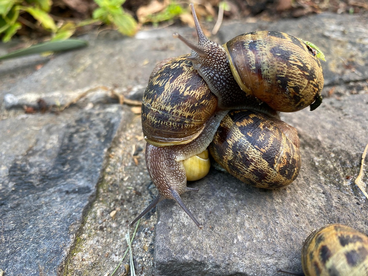 Escargot Fermer Ensemble La - Photo gratuite sur Pixabay - Pixabay