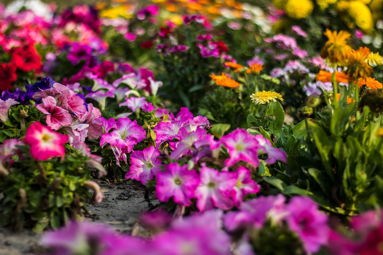 Blumengarten Blumen Garten - Kostenloses Foto auf Pixabay