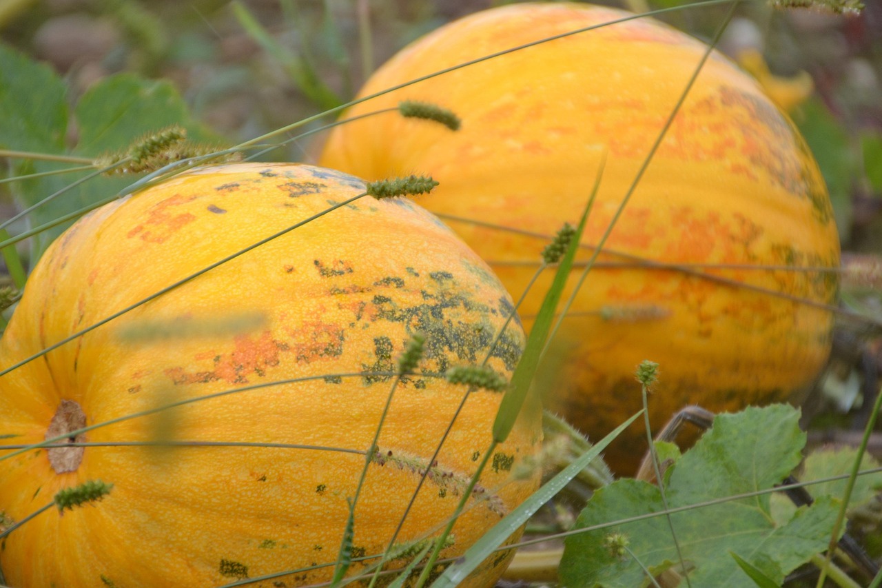 Pumpkin Fields Agriculture - Free photo on Pixabay - Pixabay