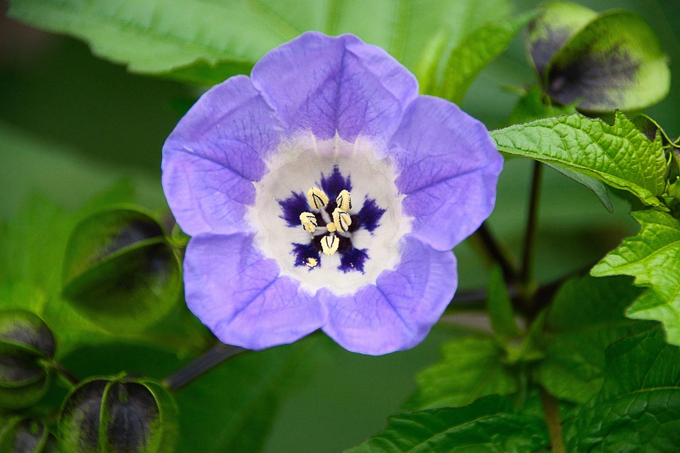 Poison Berry Flower Plant - Free photo on Pixabay