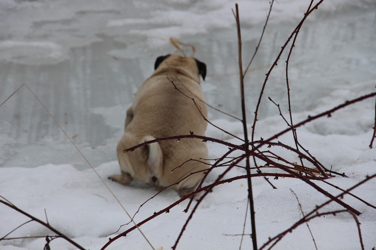 Carlin Dog - Free photo on Pixabay - Pixabay