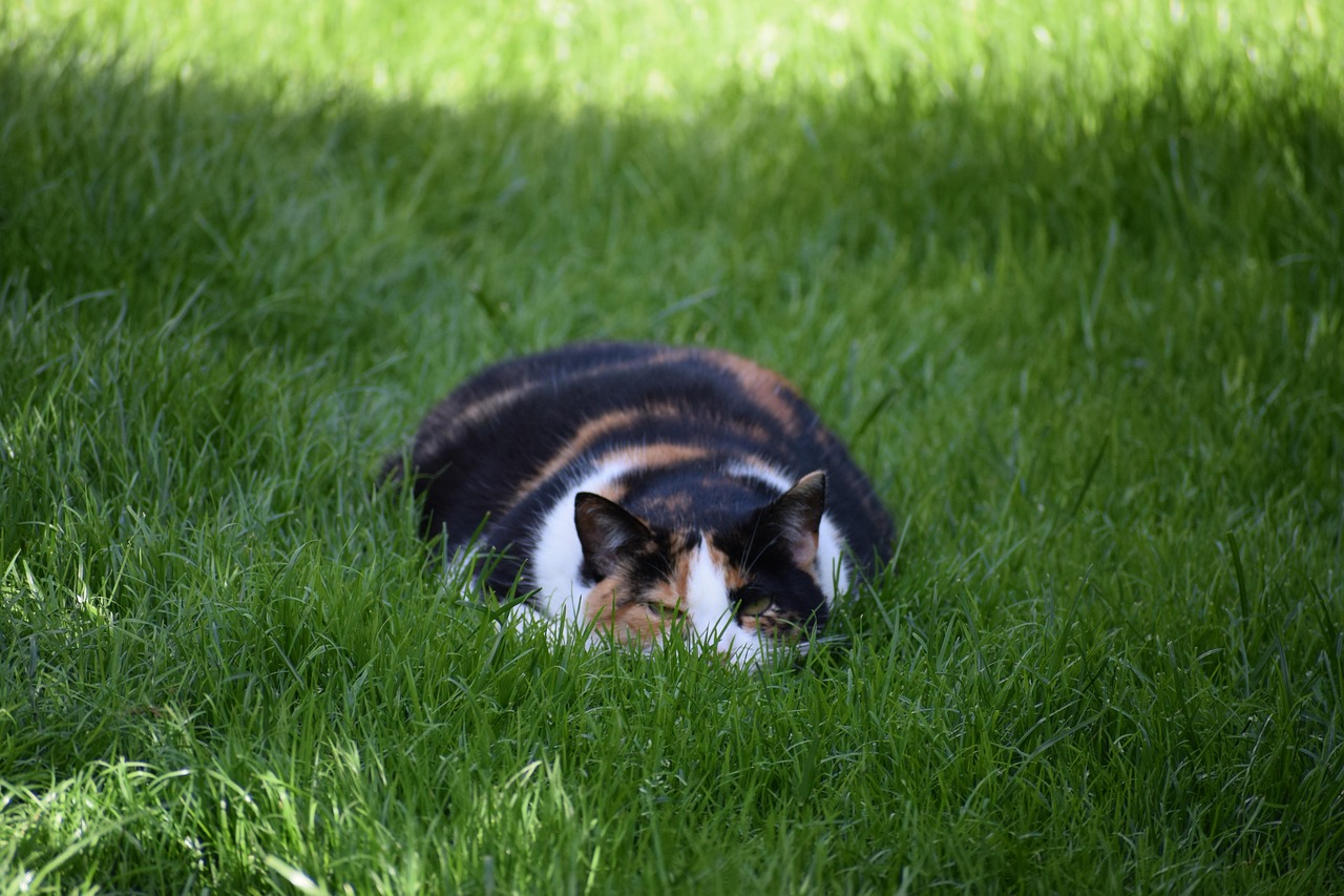 Chat Herbe Surface Animal De - Photo gratuite sur Pixabay - Pixabay