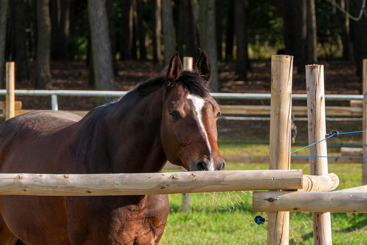 Horse Farm Catwalk - Free photo on Pixabay - Pixabay