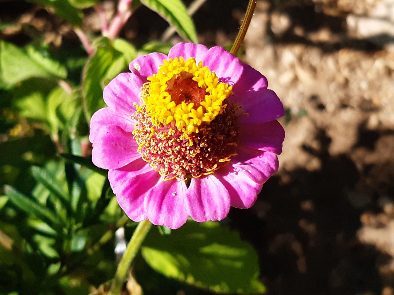 Flor Jardim Primavera - Foto gratuita no Pixabay - Pixabay
