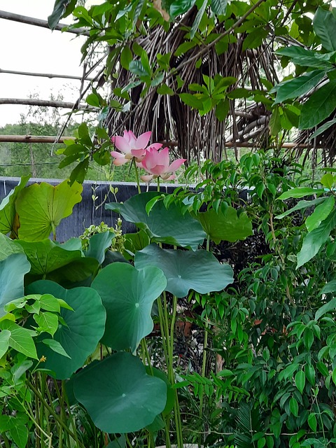 Pink Lotus Bunga Teratai - Foto gratis di Pixabay - Pixabay
