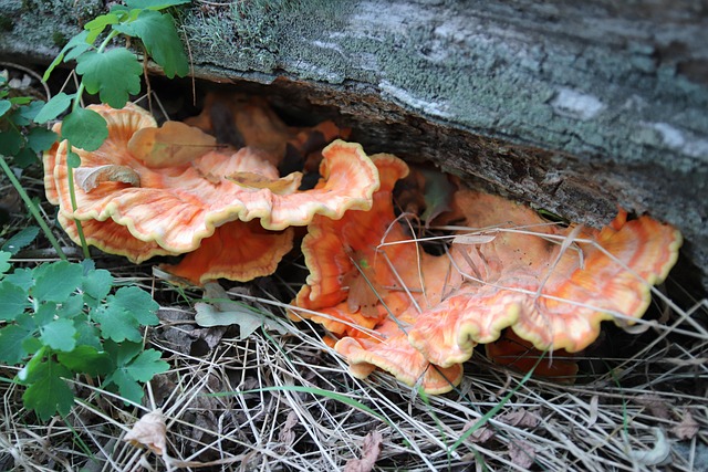 Vanlig Svovel Granateple Sopp Skog - Gratis foto på Pixabay