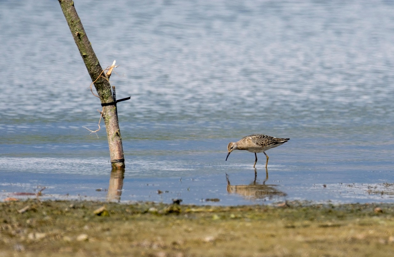 Oiseau Lac Nature - Photo gratuite sur Pixabay - Pixabay