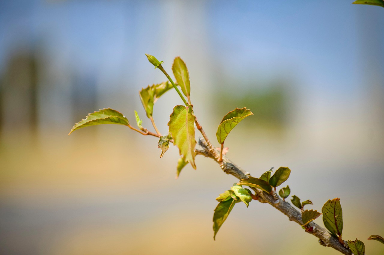 Branche Feuille Direction Générale - Photo gratuite sur Pixabay - Pixabay