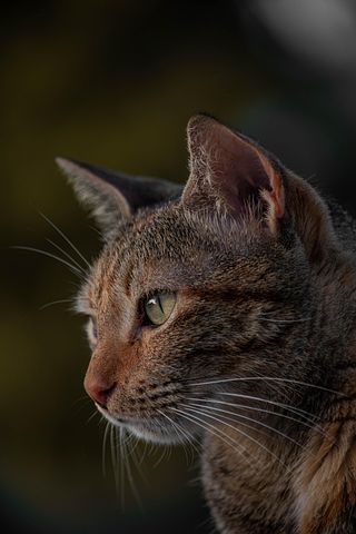 10,000+ Free Cute Cat & Cat Images