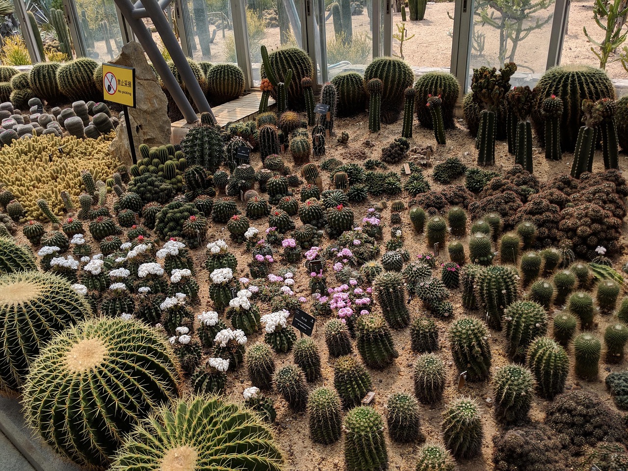 Plantes Vertes Cactus Naturel - Photo gratuite sur Pixabay - Pixabay