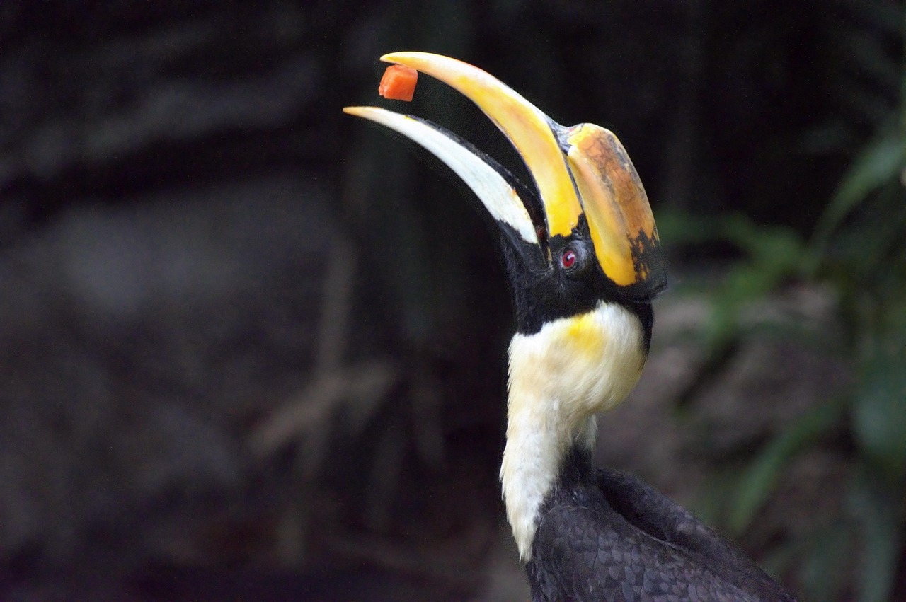 7+ Free Casques & Hornbill Images - Pixabay