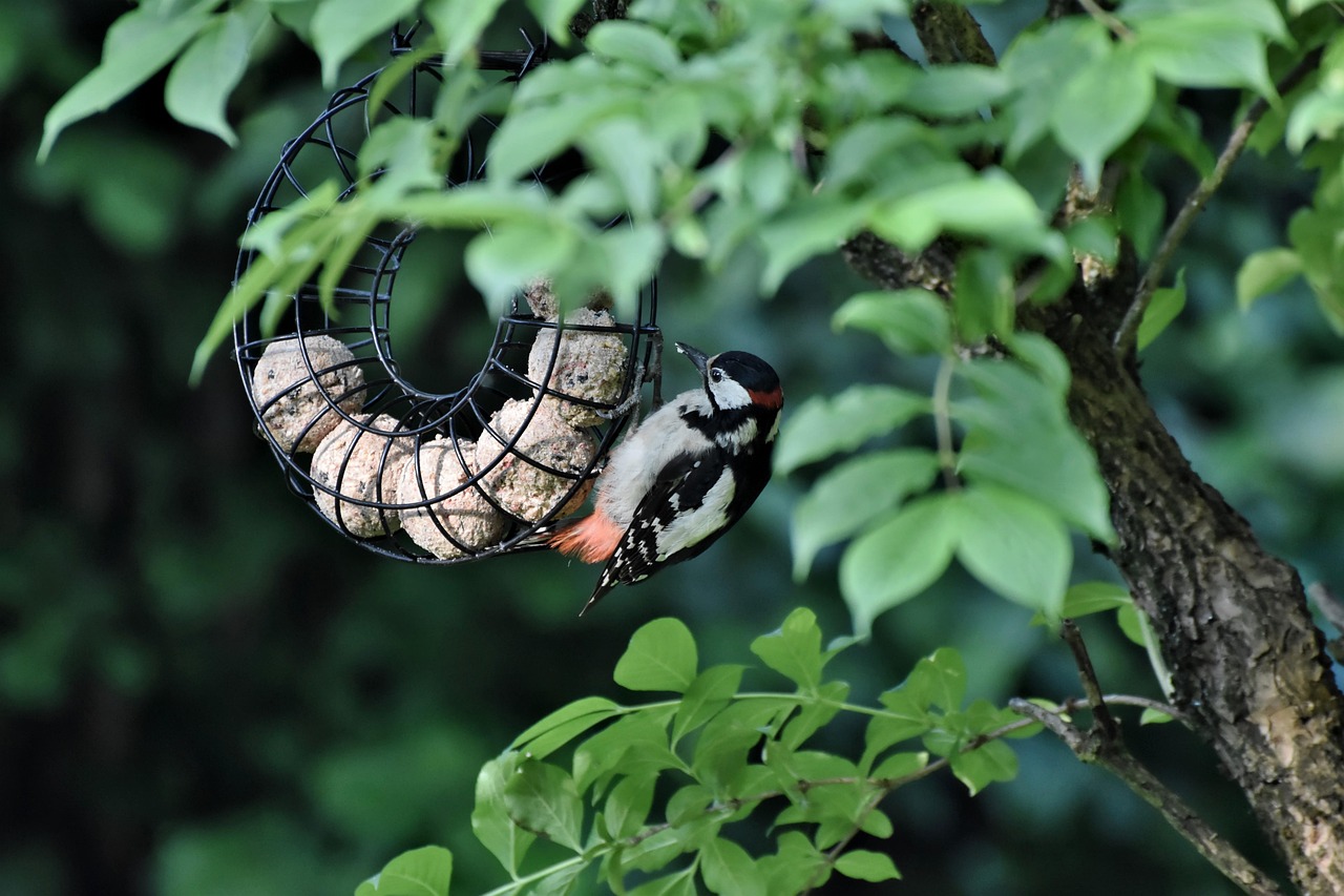 Woodpecker Fat Balls Bird Great - Free photo on Pixabay