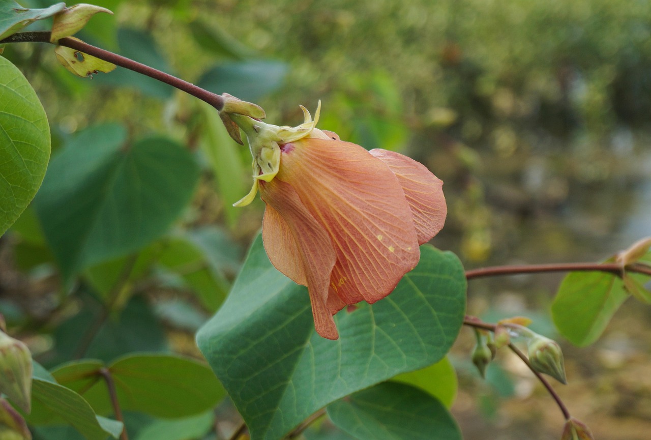 Bunga Tanaman Pohon - Foto gratis di Pixabay - Pixabay