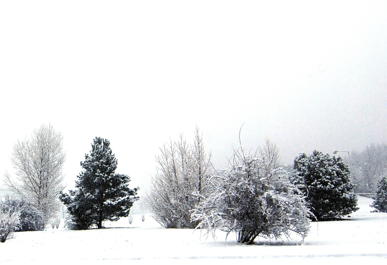 Winter Snow Trees The - Free photo on Pixabay - Pixabay