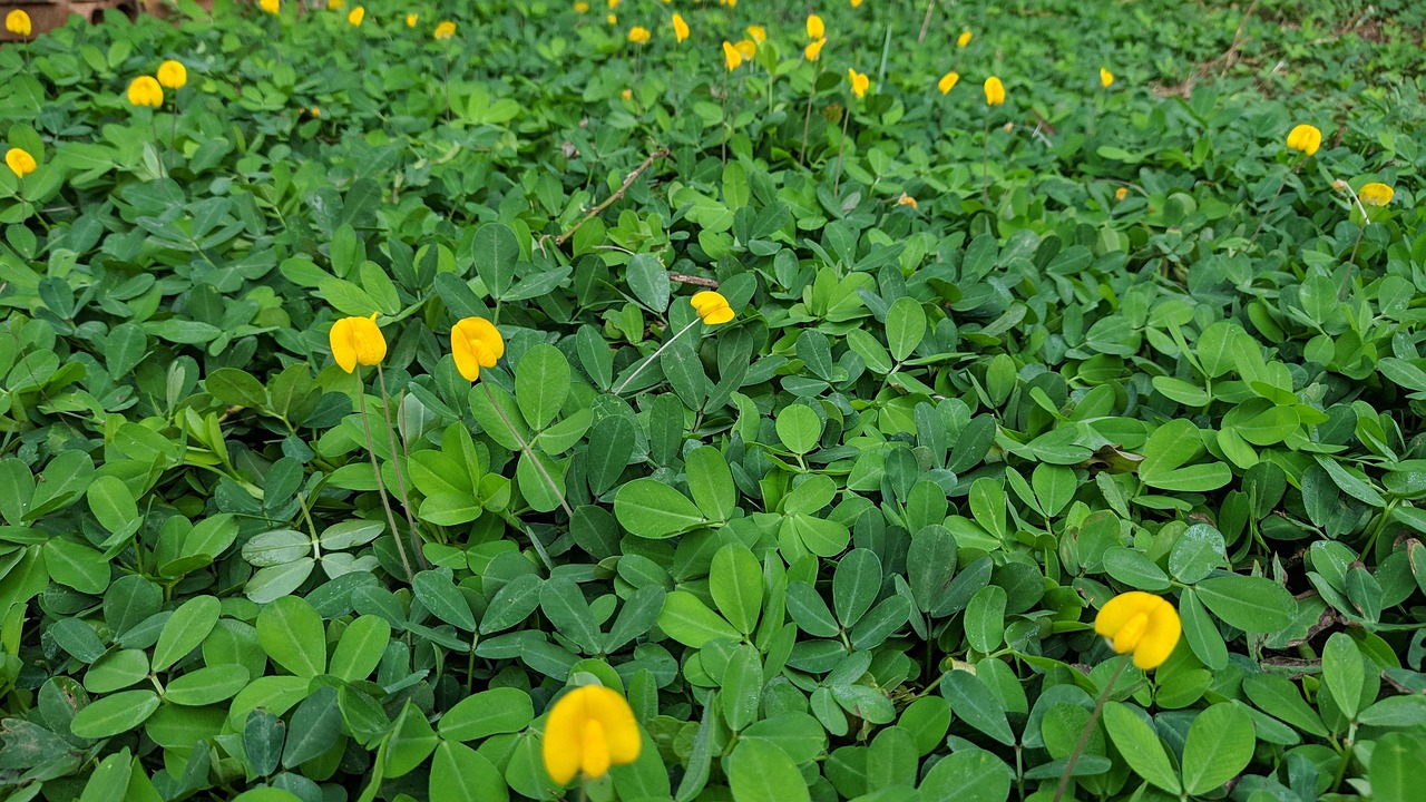 Perennial Peanut Perenial - Free photo on Pixabay - Pixabay