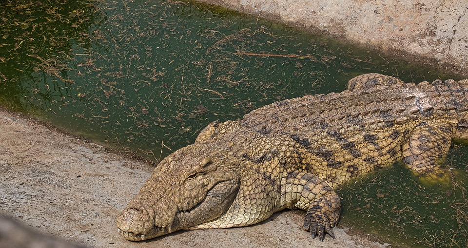 Crocodile Reptile Balance - Photo gratuite sur Pixabay - Pixabay