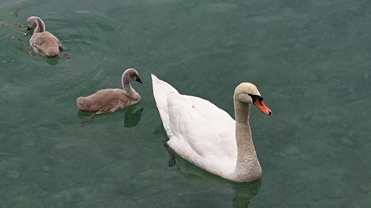 Cisne Jovem Lago Constança - Foto gratuita no Pixabay - Pixabay