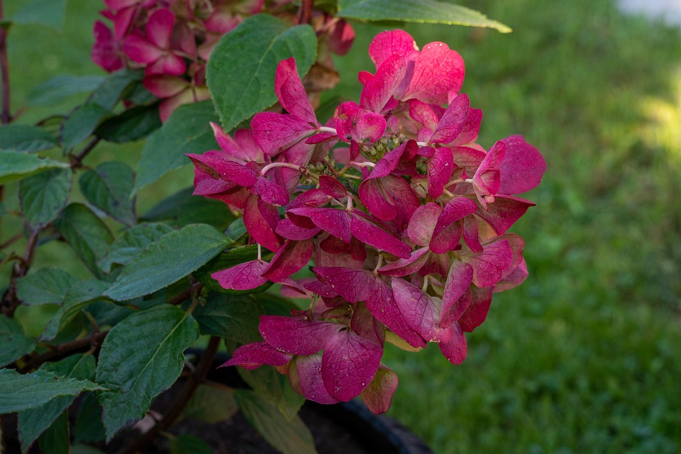 Hydrangea Flowers Petals - Free photo on Pixabay - Pixabay