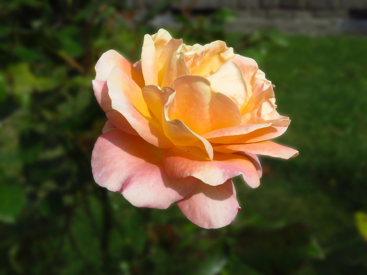 Rose Jardin Fleur La - Photo gratuite sur Pixabay - Pixabay