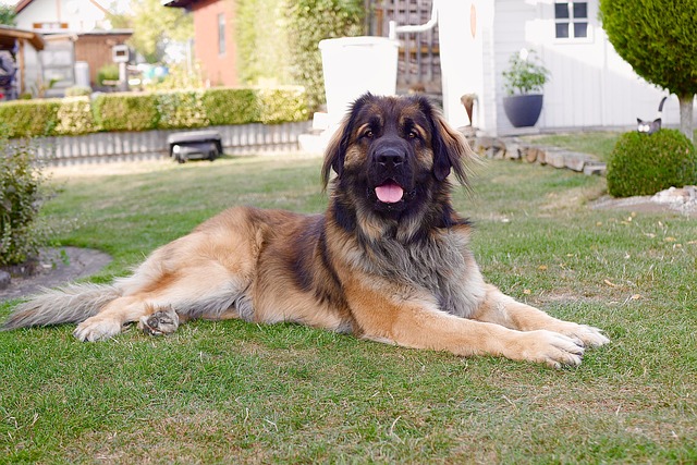 Chien Léonberg Animal Domestique - Photo gratuite sur Pixabay - Pixabay