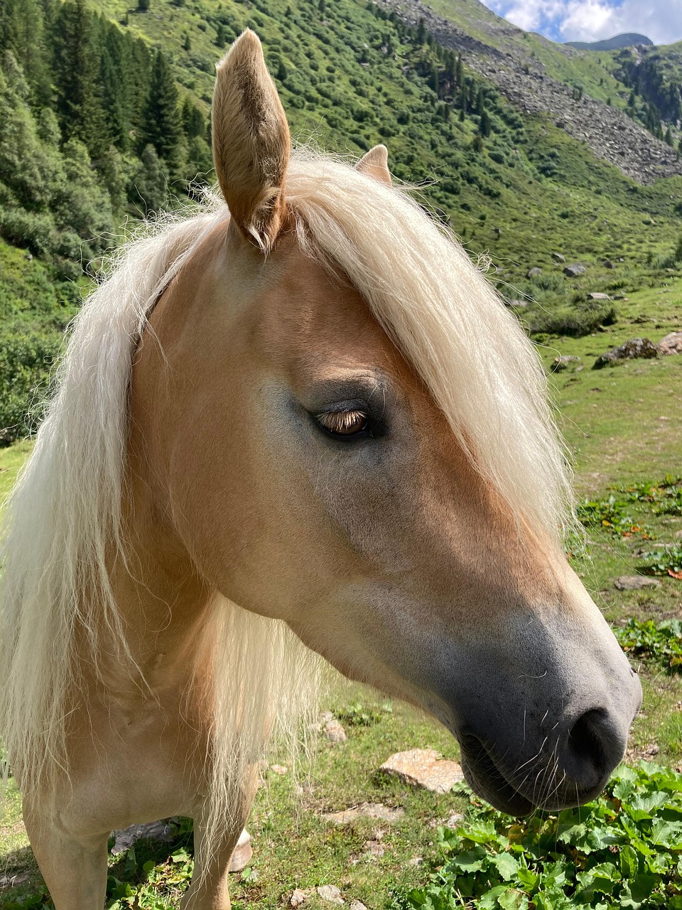 Caballo Haflinger Poni - Foto gratis en Pixabay