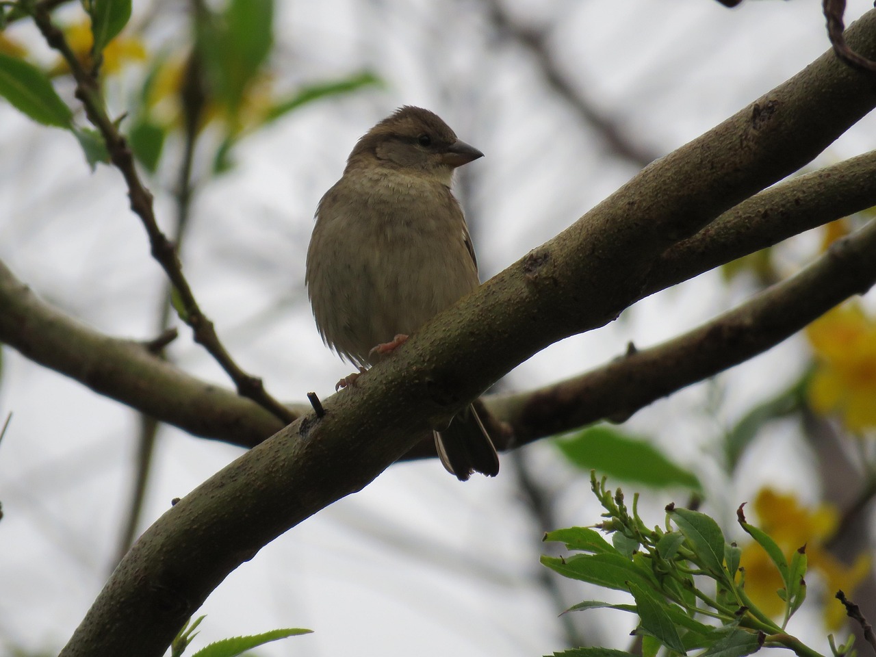 Bird Pardal Animal - Free photo on Pixabay - Pixabay