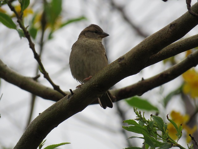 Bird Pardal Animal - Free photo on Pixabay - Pixabay