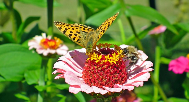 Insetos Borboleta Abelha - Foto gratuita no Pixabay - Pixabay