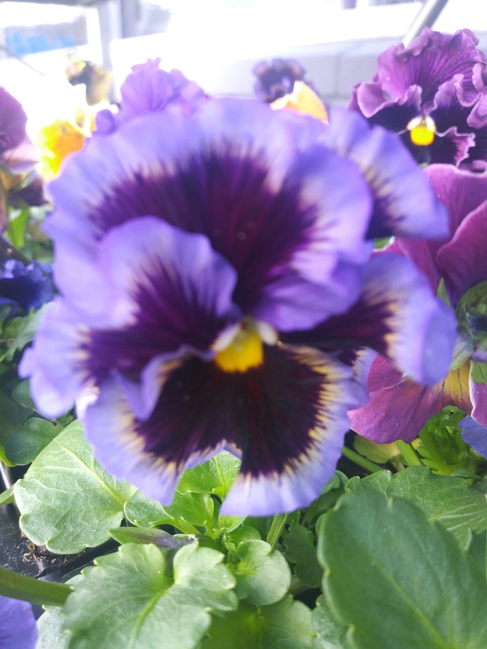Lilla Stedmoderblomst Blomst - Gratis foto på Pixabay - Pixabay