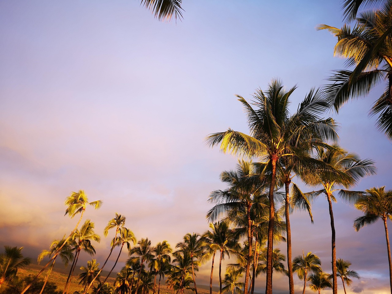 Palm Trees Sunset - Free photo on Pixabay - Pixabay