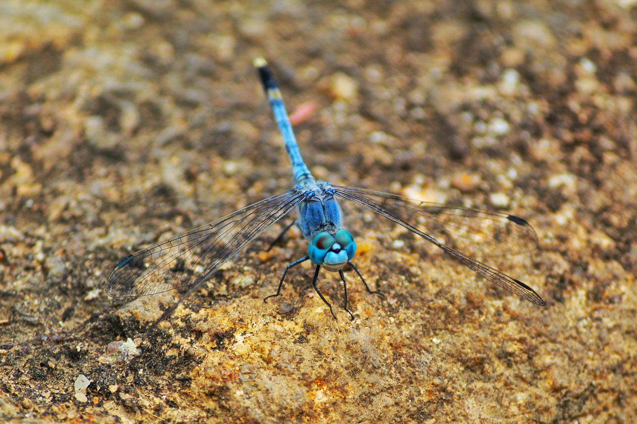 6,000+ Free Dragonfly & Nature Photos - Pixabay