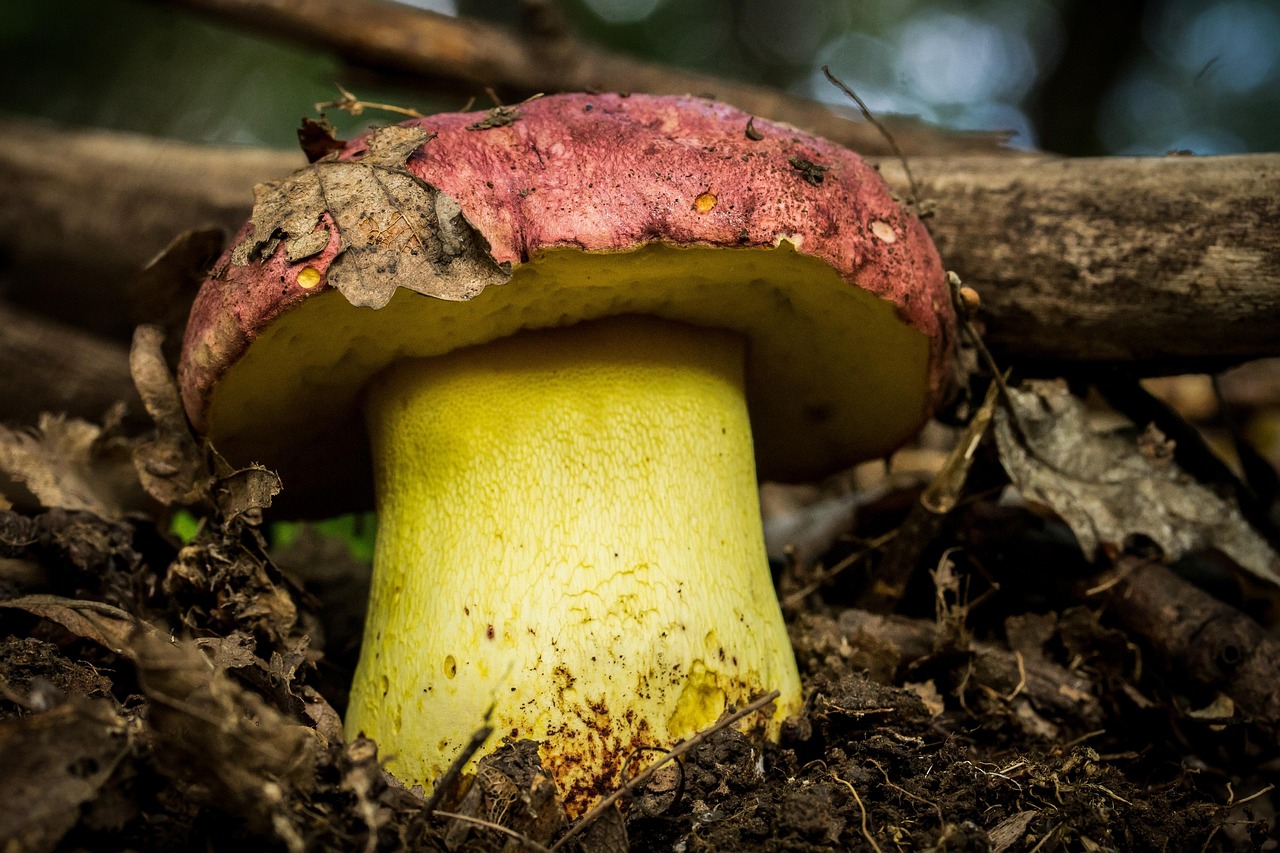 Champignon Cèpes Comestible - Photo gratuite sur Pixabay - Pixabay