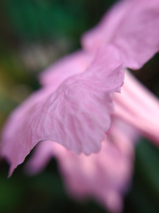 Sun Kissed Photo Nature Macro - Free photo on Pixabay