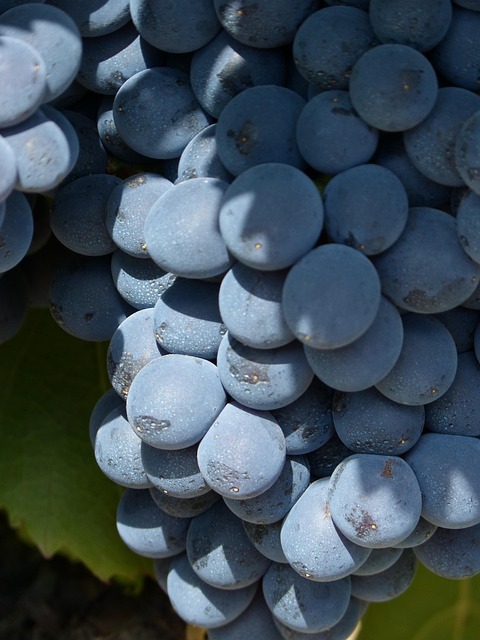 Grapes Vines Vineyard - Free photo on Pixabay - Pixabay