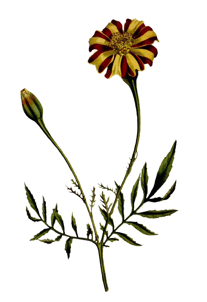 Download Flowers, Petals, Bud. Royalty-Free Stock Illustration Image ...