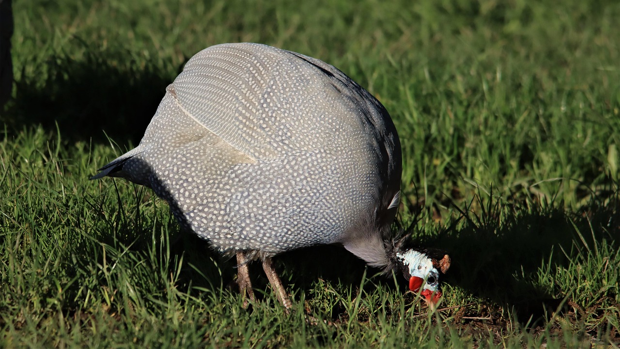 Guinea Fowl Close-Up Head - Free photo on Pixabay - Pixabay