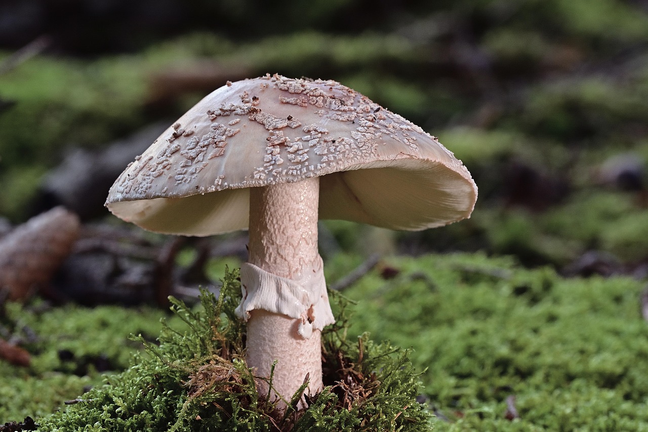 Mushroom Wild Moss Forest - Free photo on Pixabay - Pixabay