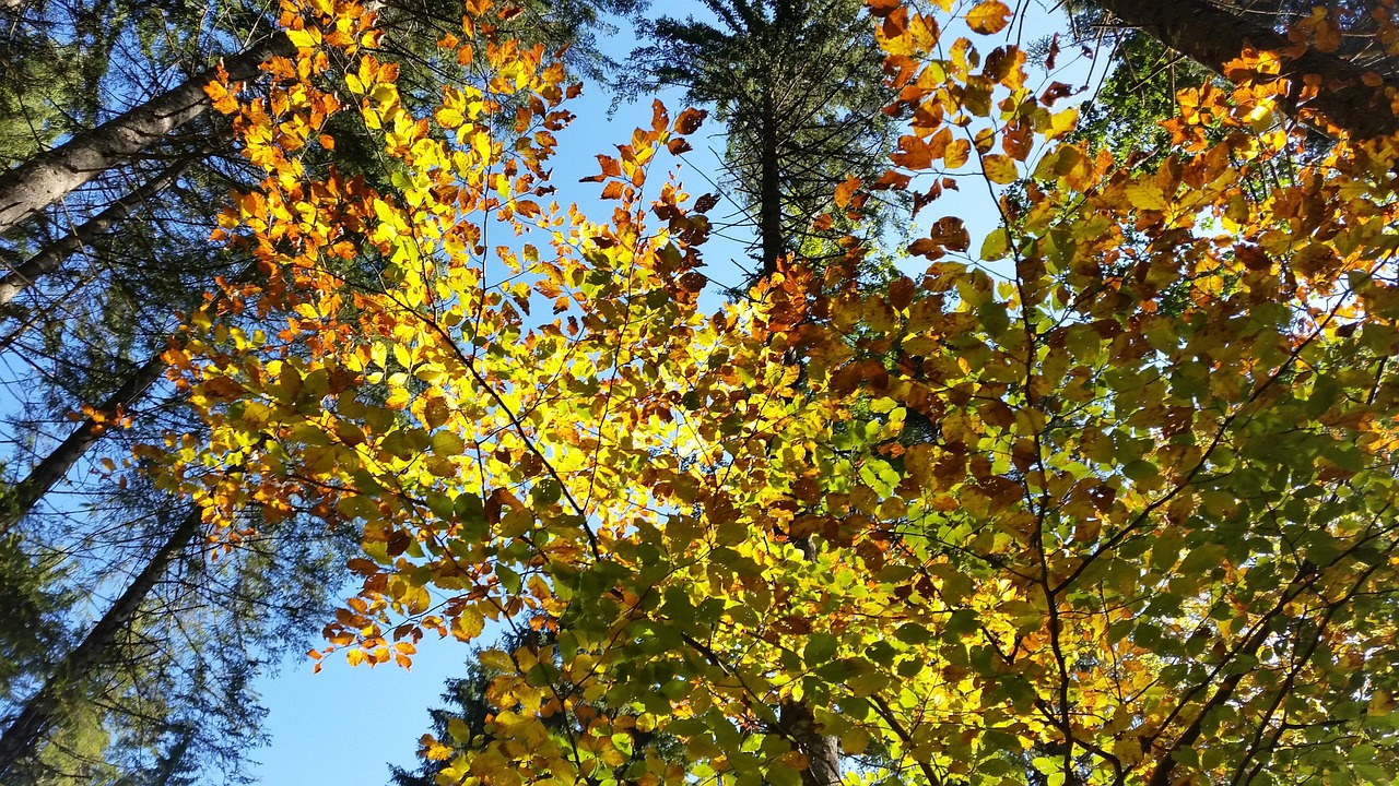 Folhas Floresta - Foto gratuita no Pixabay - Pixabay