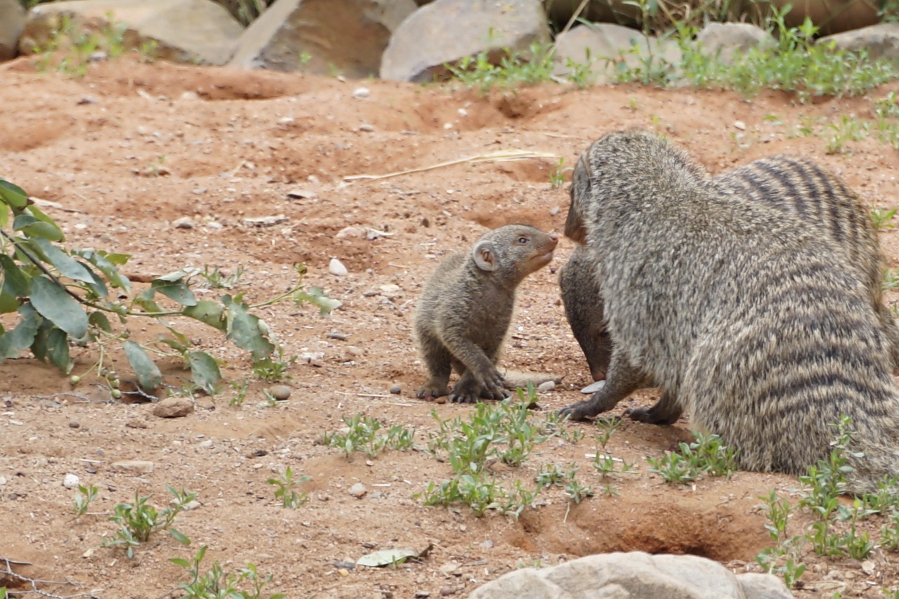 Suricata Animal - Foto gratuita no Pixabay - Pixabay