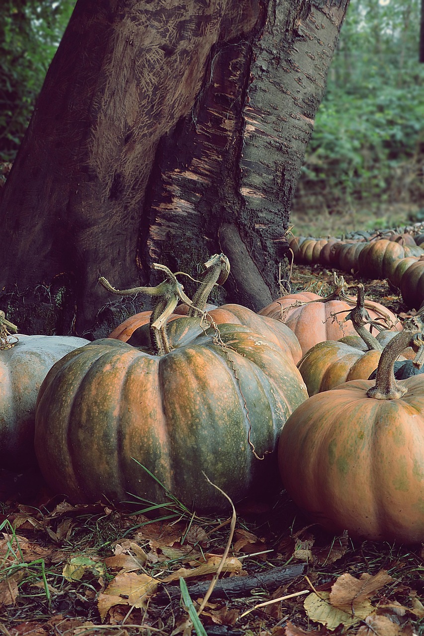 Pumpkin Vegetables Harvest - Free photo on Pixabay