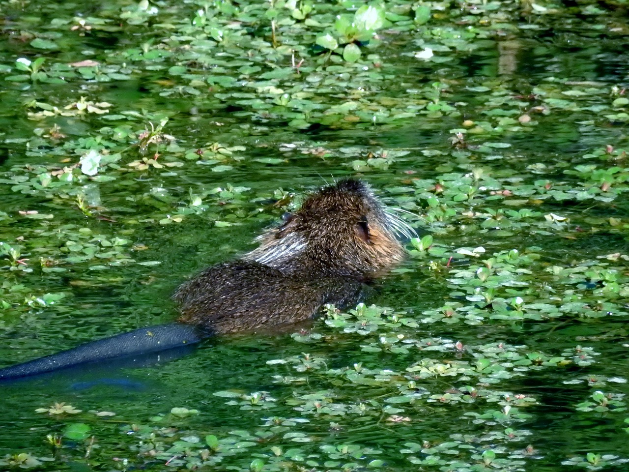 Nutria Nativo Americana Significado