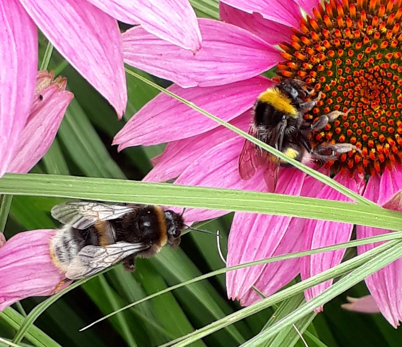 Flower Bee Bug Honey - Free photo on Pixabay - Pixabay