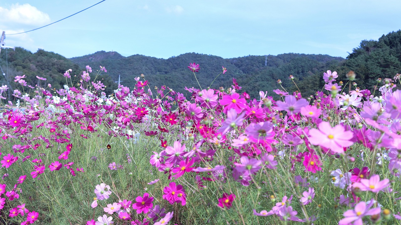 Cosmos Flower Garden - Free photo on Pixabay - Pixabay