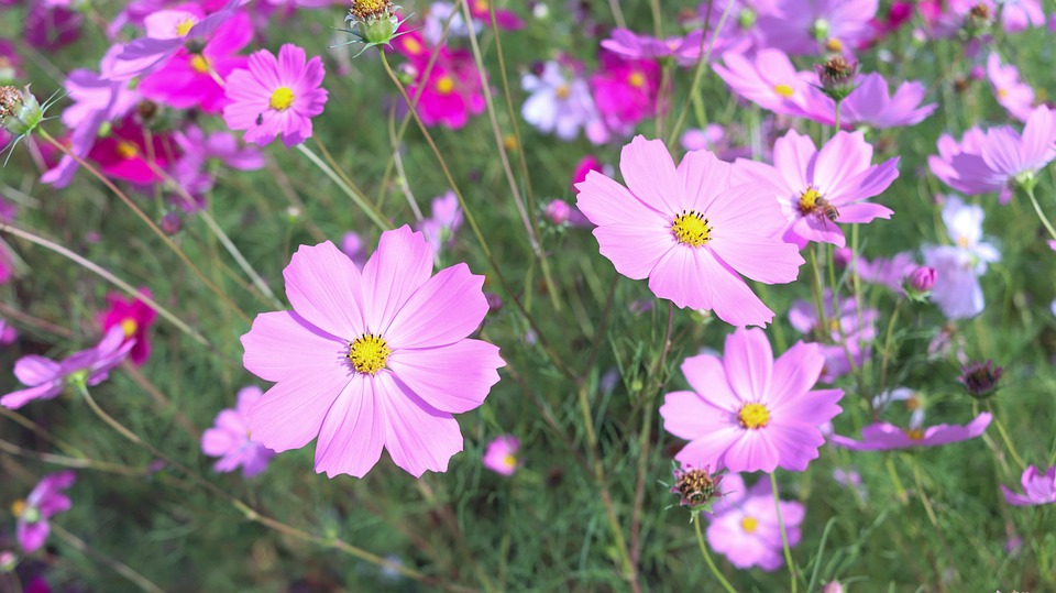 Kosmos Cosmos Bunga Taman - Foto gratis di Pixabay - Pixabay