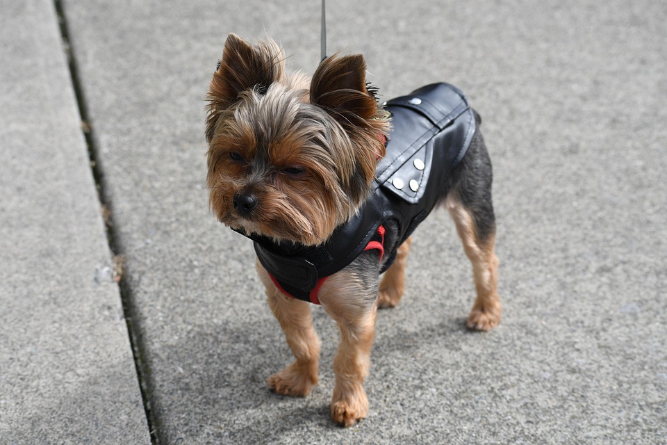 Dog Canine Pet - Free photo on Pixabay