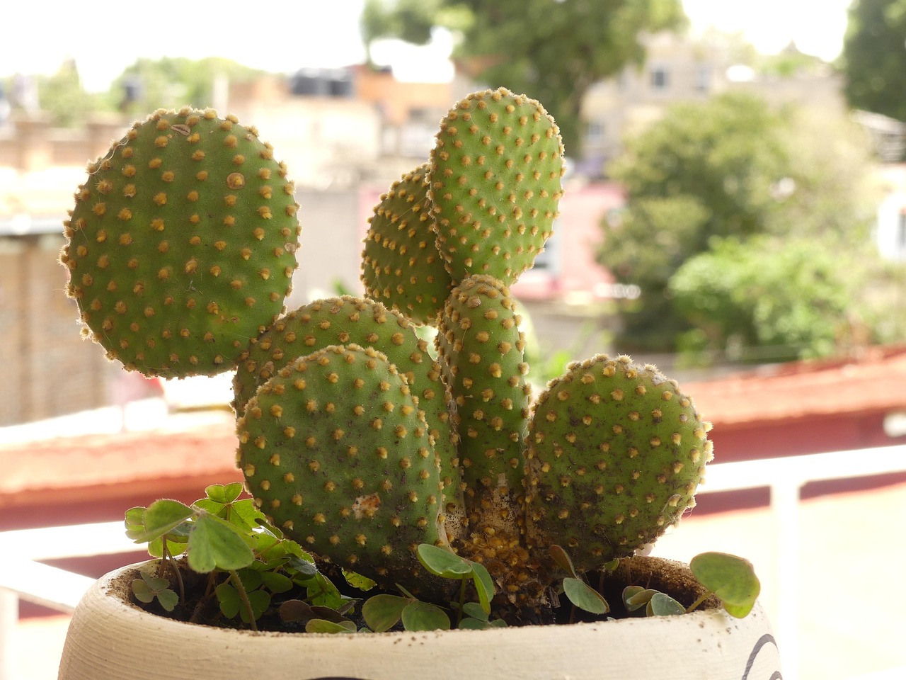 Natureza Verde Planta - Foto gratuita no Pixabay - Pixabay