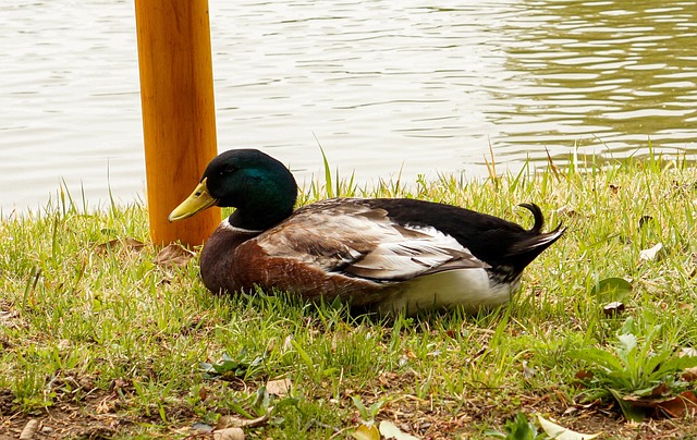 Pato Selvagem Animal - Foto gratuita no Pixabay - Pixabay